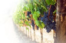 Italian Dual Citizenship Free Consultation | Italian Citizenship by ...